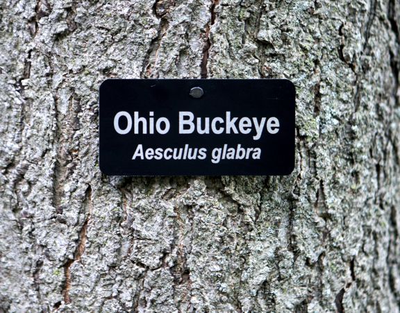 4x2 Tree Tag: Specialty Garden Markers